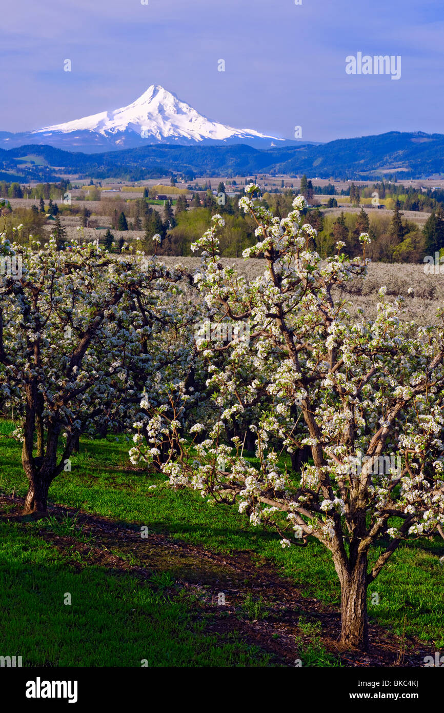 Spring pear blossoms in orchards of Oregon's Hood River Valley with Mt ...