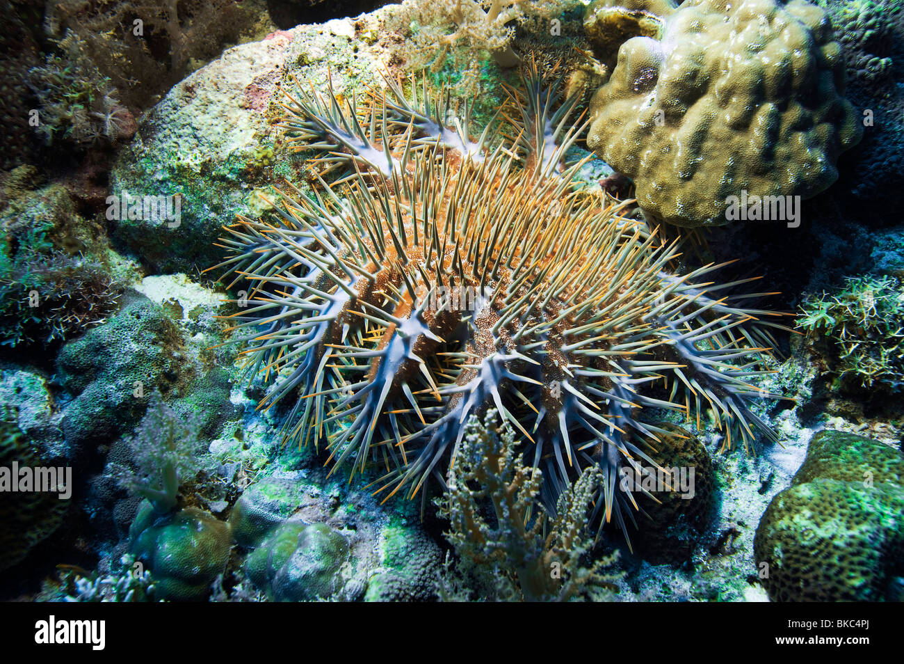 Crown of thorns starfish Acanthaster planci Crown-of-thorns starfish ...