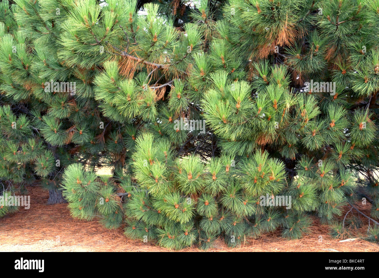 Pine woods, Tekapo, Canterbury, New Zealand Stock Photo - Alamy