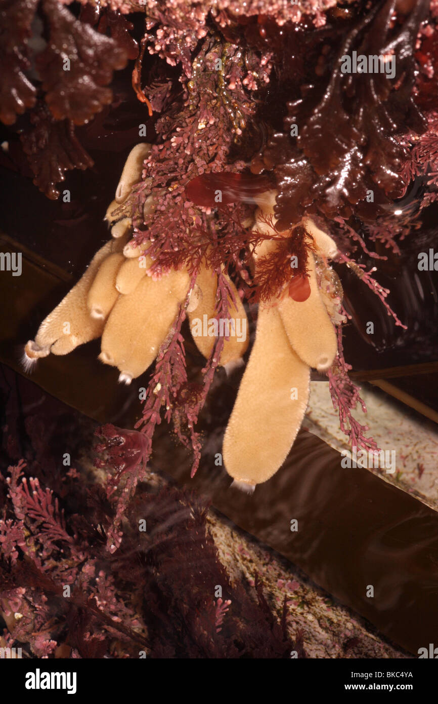 Cross Section Of Sycon