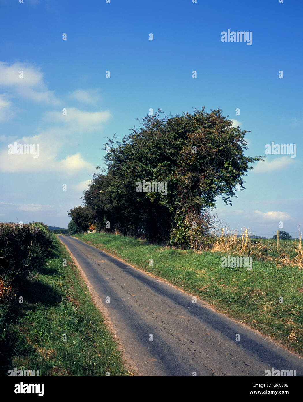 Hawthorn hedge in yorkshire hi-res stock photography and images - Alamy