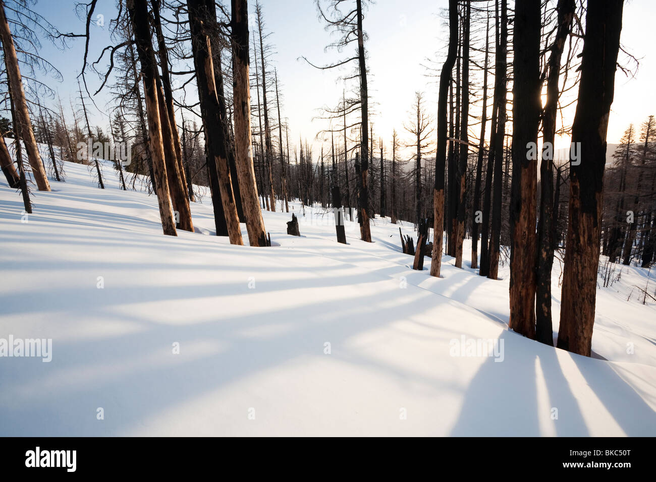 Burned Trees from the Gnarl Ridge fire, Cooper Spur, Mount Hood ...