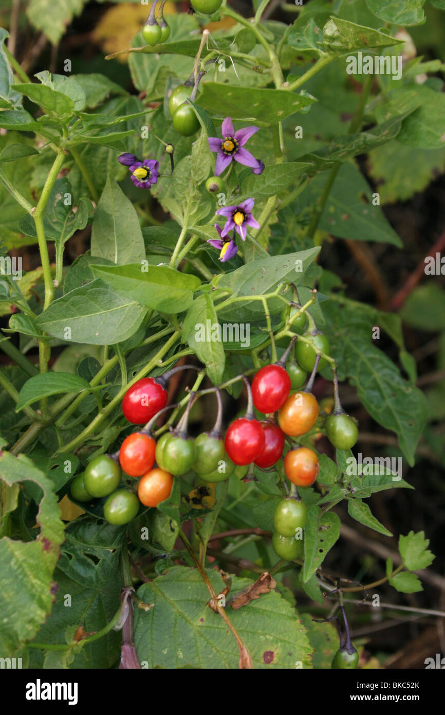 Bittersweet (Solanum dulcamara : Solanaceae) in flower and fruit, UK ...