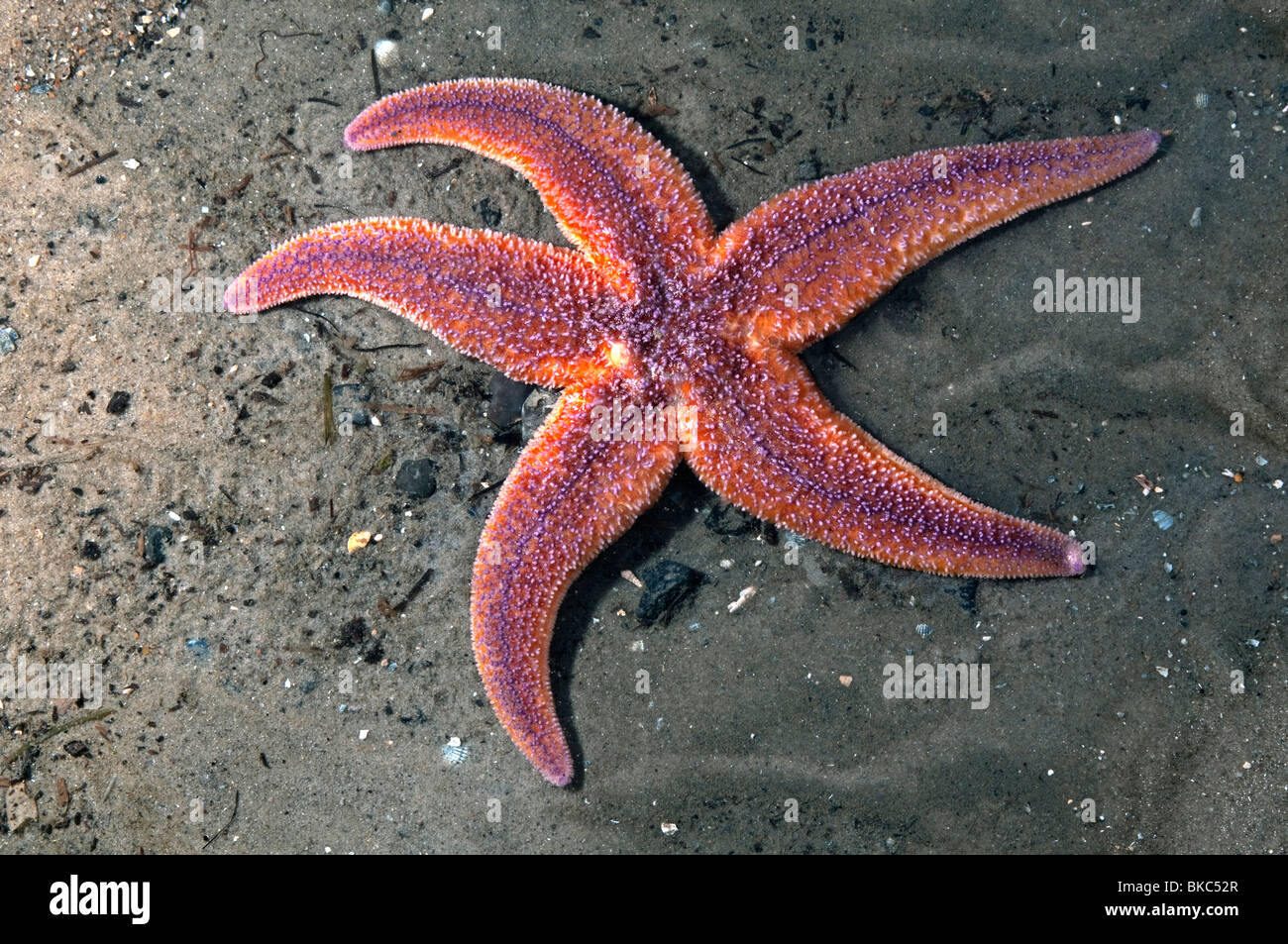 Common starfish hi-res stock photography and images - Alamy