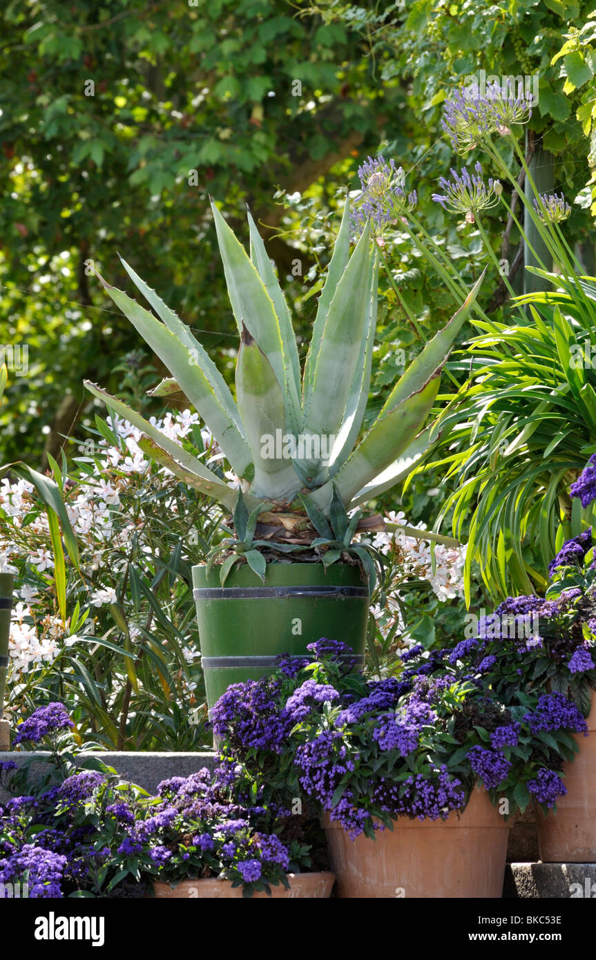 Agave (Agave), African lily (Agapanthus) and heliotrope (Heliotropium ...