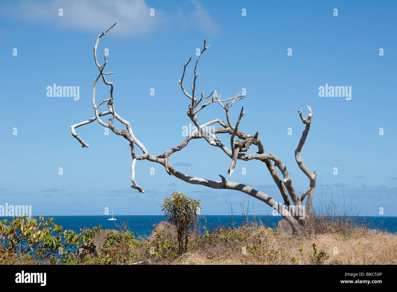 Scraggly trees hi-res stock photography and images - Alamy