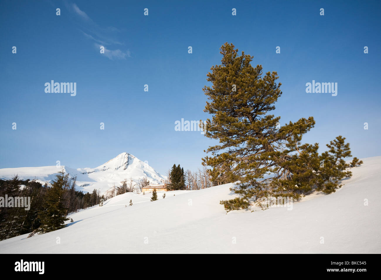 Burned Trees from the Gnarl Ridge fire, Cooper Spur, Mount Hood ...