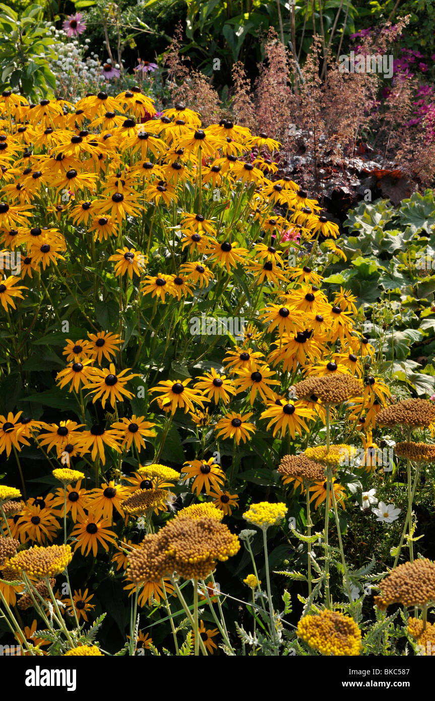 Orange cone flower (Rudbeckia fulgida), yarrow (Achillea) and alumroot ...