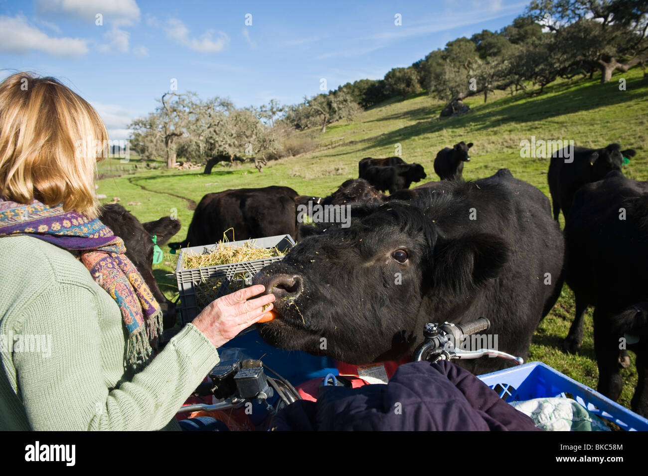 Mature adult female rancher hand feeds carrots to herd of Black Angus ...
