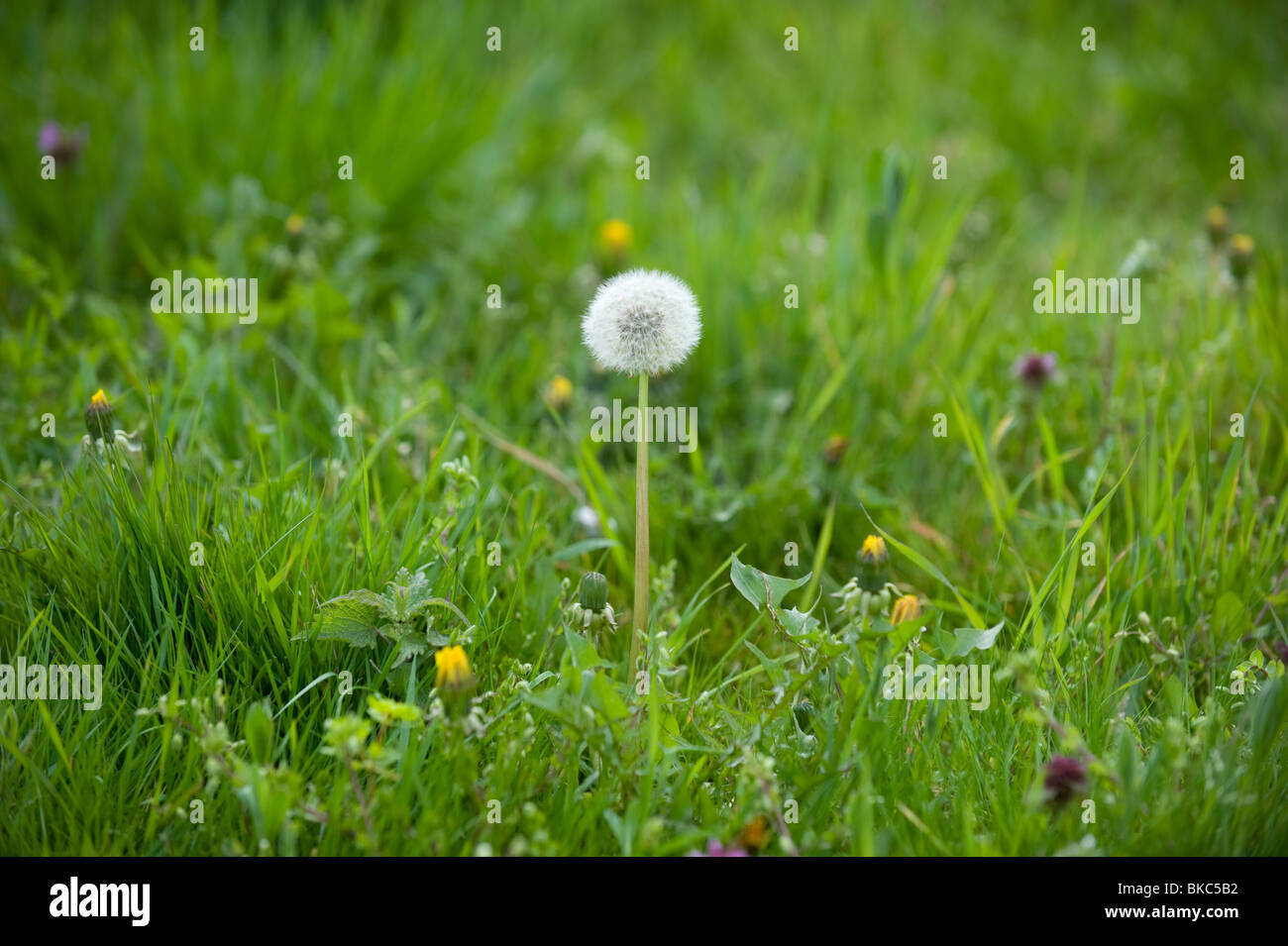 A single dandelion seed head on its own in the spring grass, 2010 Stock ...