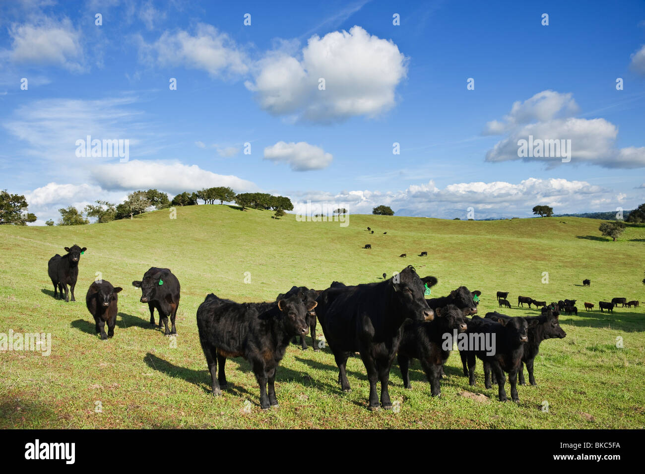 Angus ranch hi-res stock photography and images - Alamy