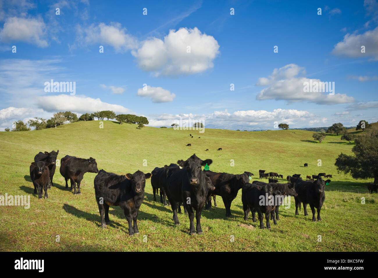 Herd of Black Angus cows and calves in green pasture, Santa Barbara ...