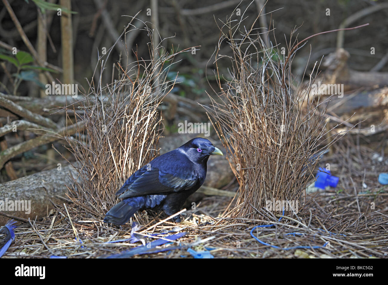 Male bowerbird decorating its bower hi-res stock photography and images ...