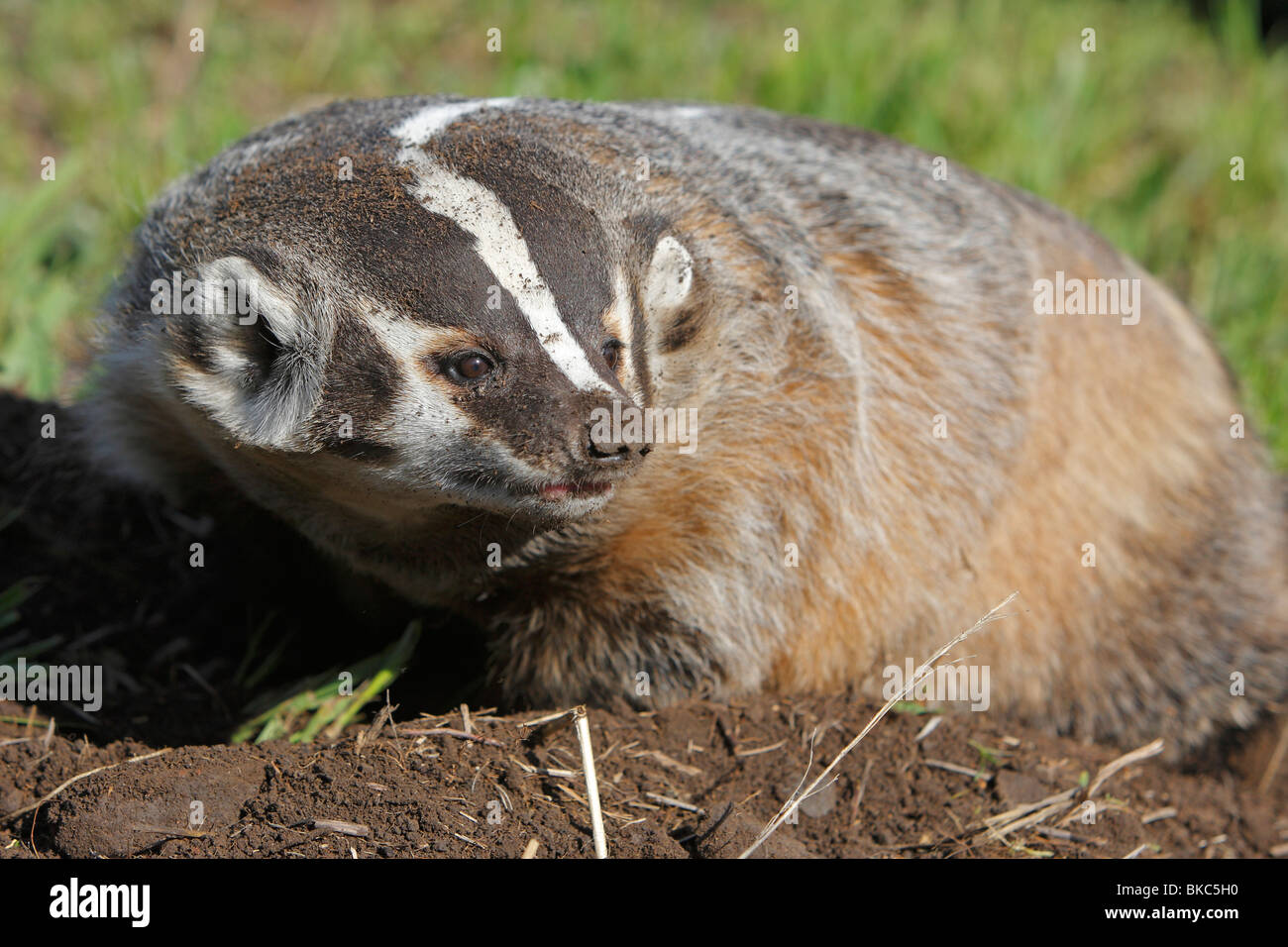 Badger digging hi-res stock photography and images - Alamy