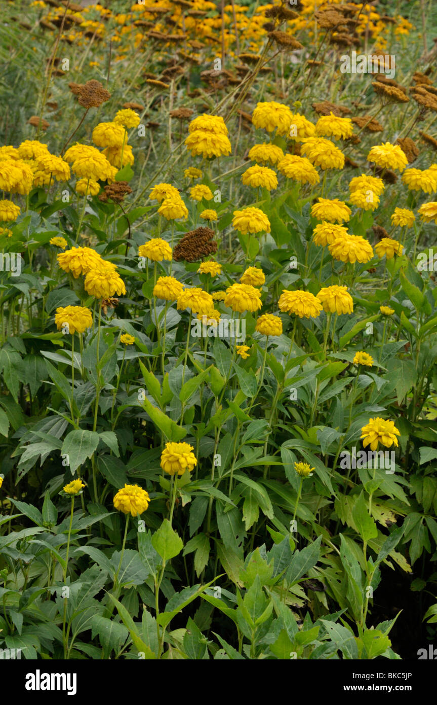 Cutleaf cone flower (Rudbeckia laciniata 'Goldquelle' Stock Photo - Alamy