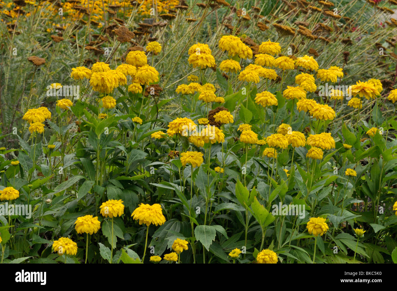 Cutleaf cone flower (Rudbeckia laciniata 'Goldquelle' Stock Photo - Alamy