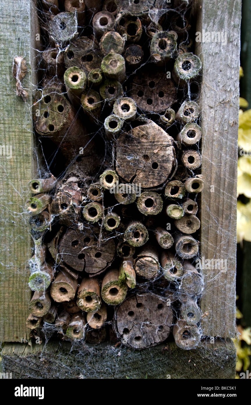 Beneficial insects hi-res stock photography and images - Alamy