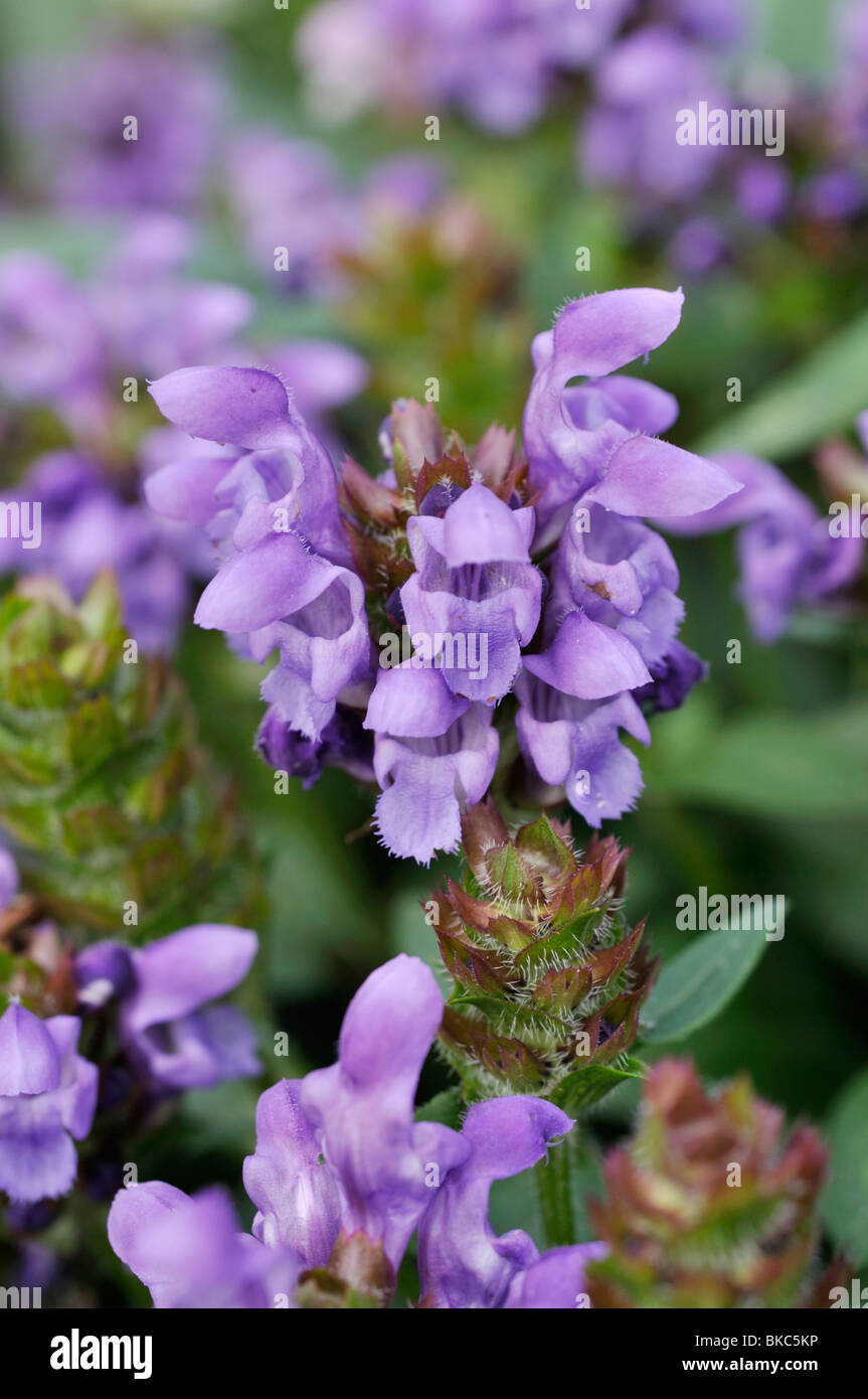 Brunella grandiflora 'Freelander' Stock Photo - Alamy