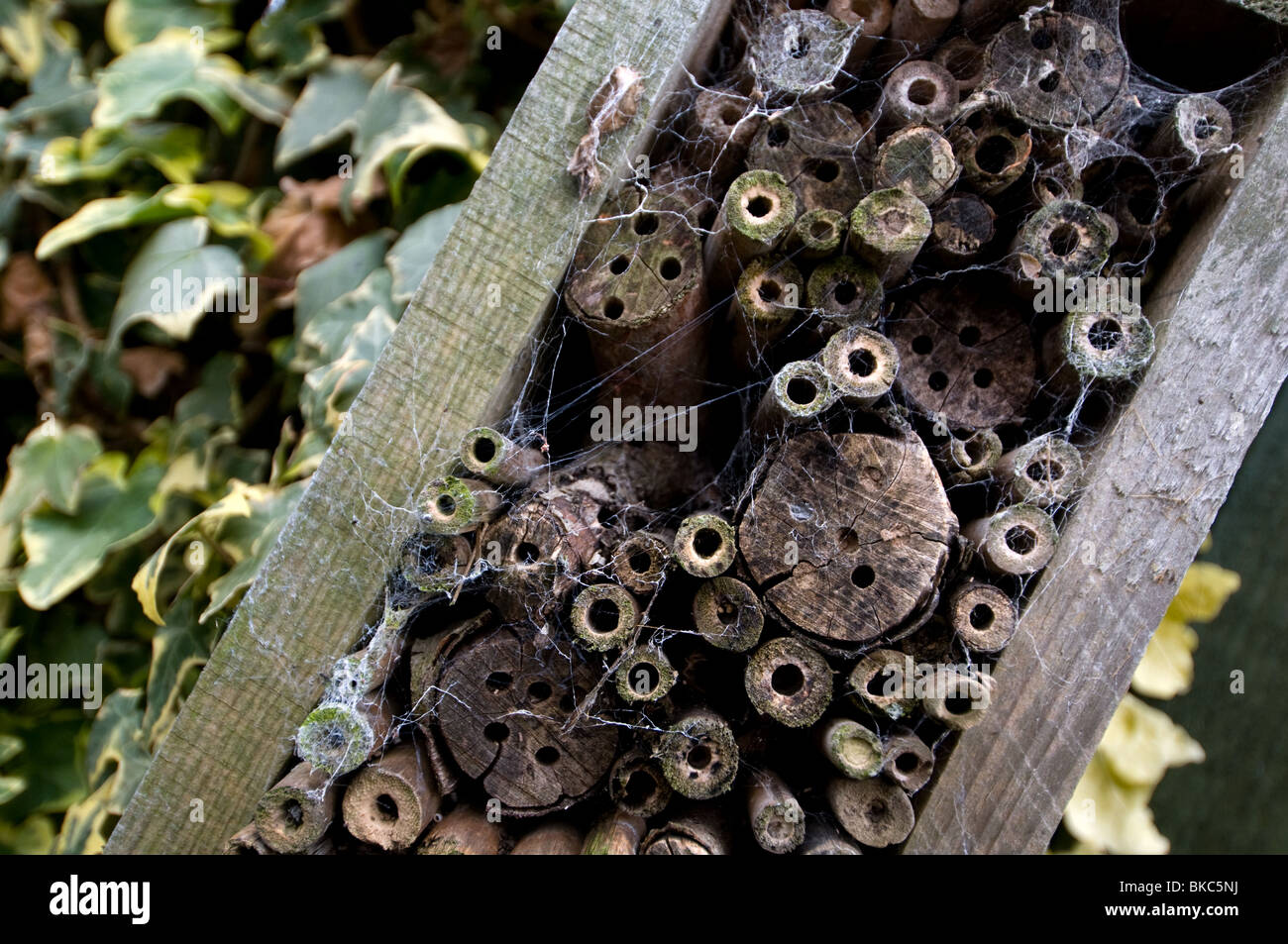 Beneficial insects hi-res stock photography and images - Alamy