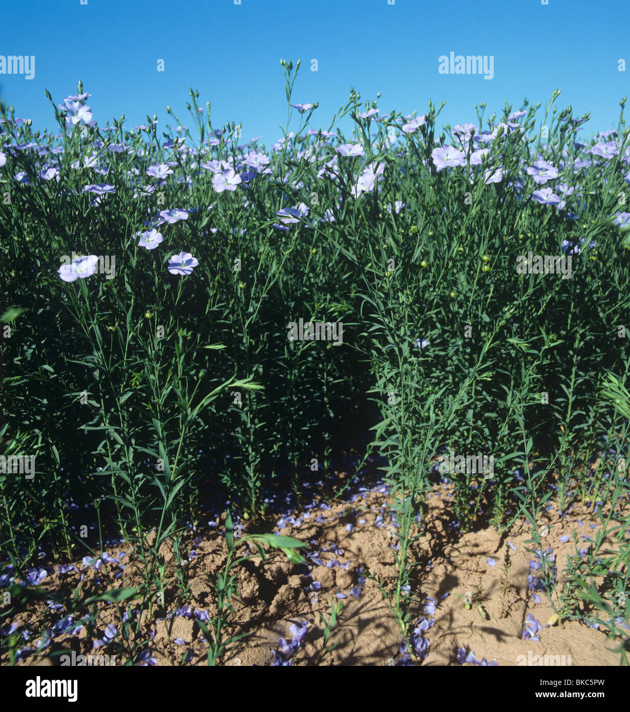 Linseed crop in full flower on a summer morning as petals begin to fall ...
