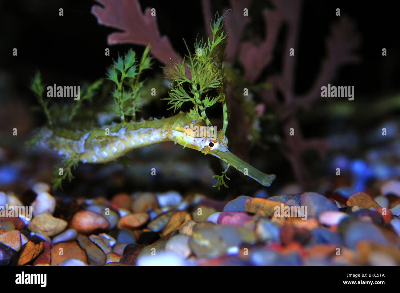 Ribboned seadragon, Haliichthys taeniophorus, captive Stock Photo - Alamy