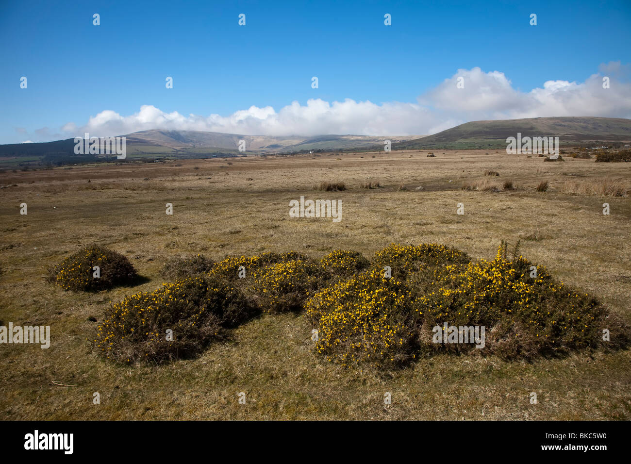 Prescelli hi-res stock photography and images - Alamy