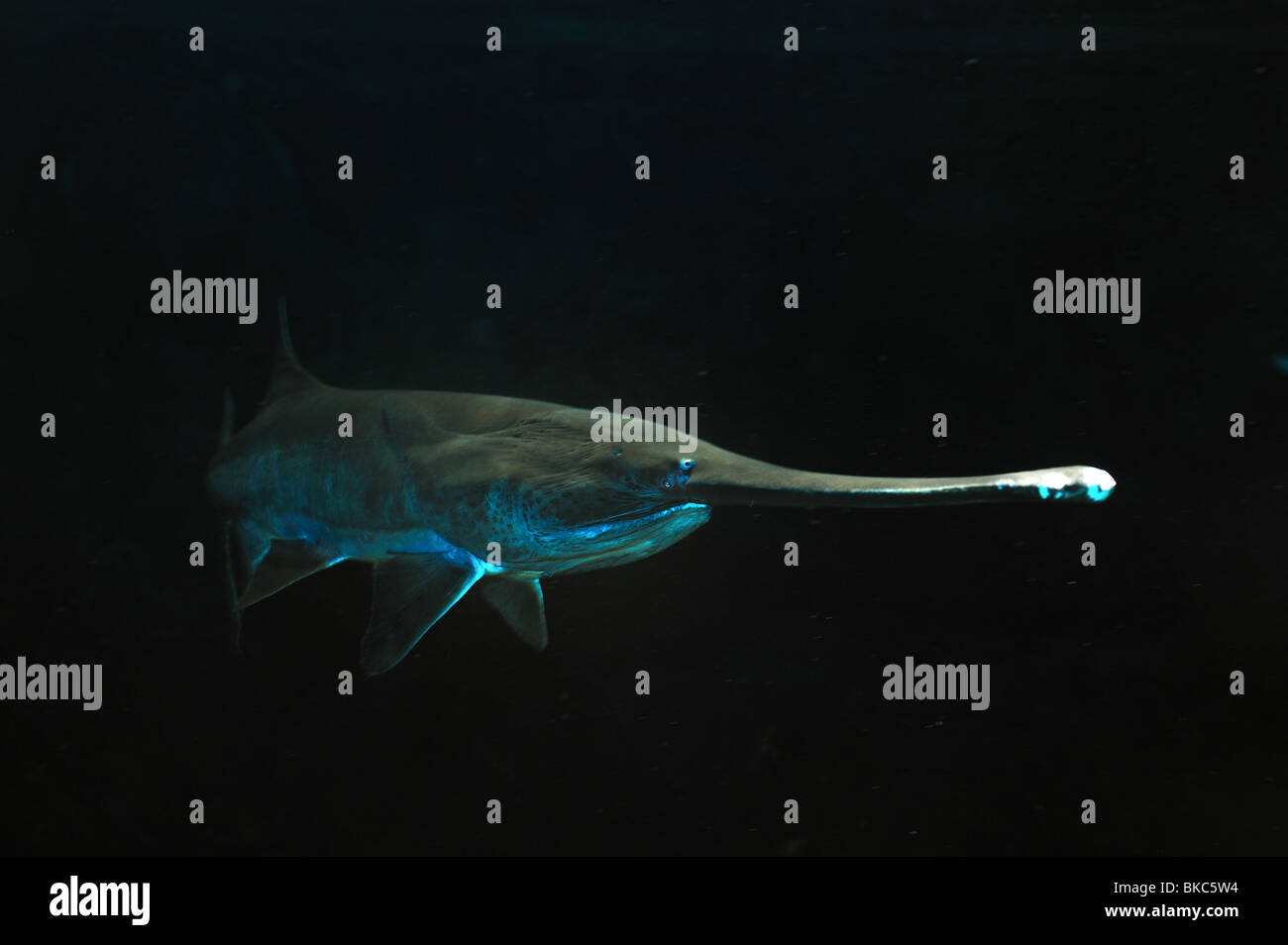 American paddlefish polyodon spathula captive hi-res stock photography ...