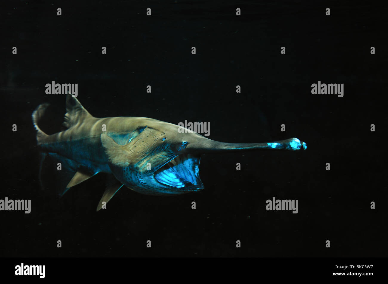 American paddlefish, Polyodon spathula, captive Stock Photo - Alamy