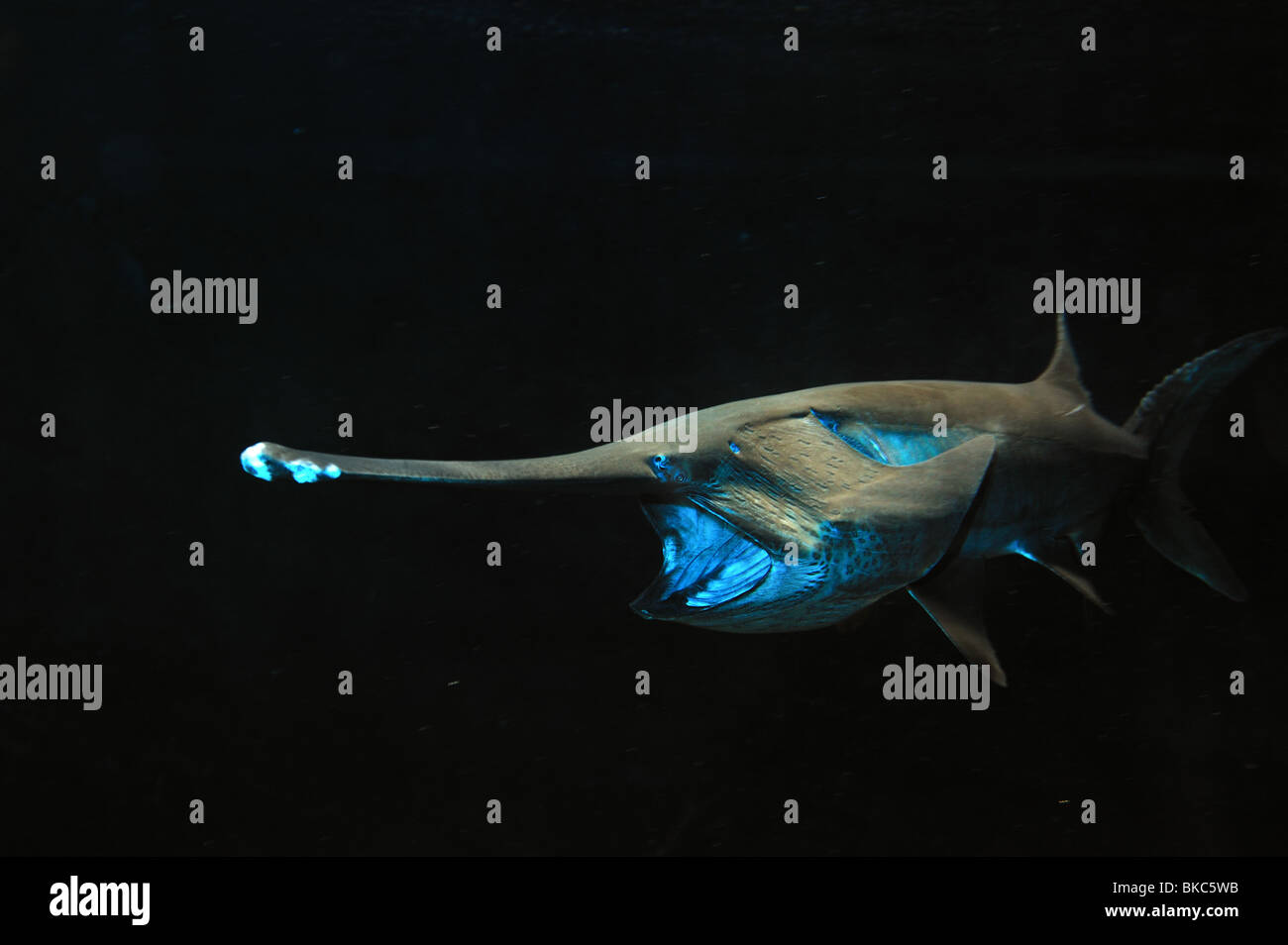 Paddlefish hi-res stock photography and images - Alamy