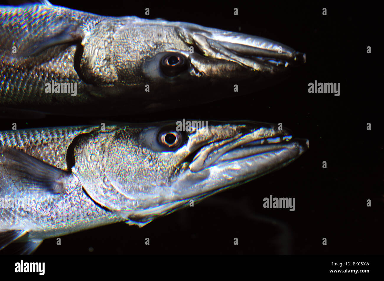 Predator face hi-res stock photography and images - Alamy