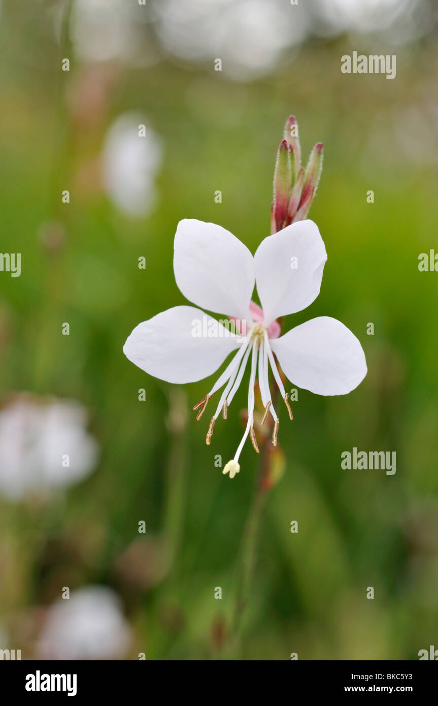 Butterfly gaura (Gaura lindheimeri Stock Photo - Alamy