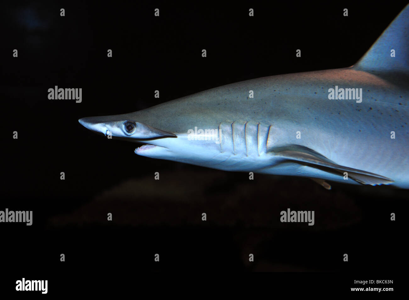 Bonnethead Shark Teeth