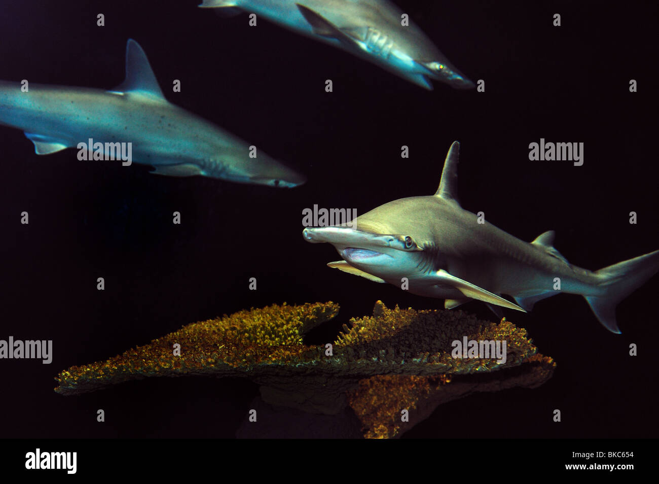 Bonnethead, Sphyrna tiburo, captive Stock Photo - Alamy