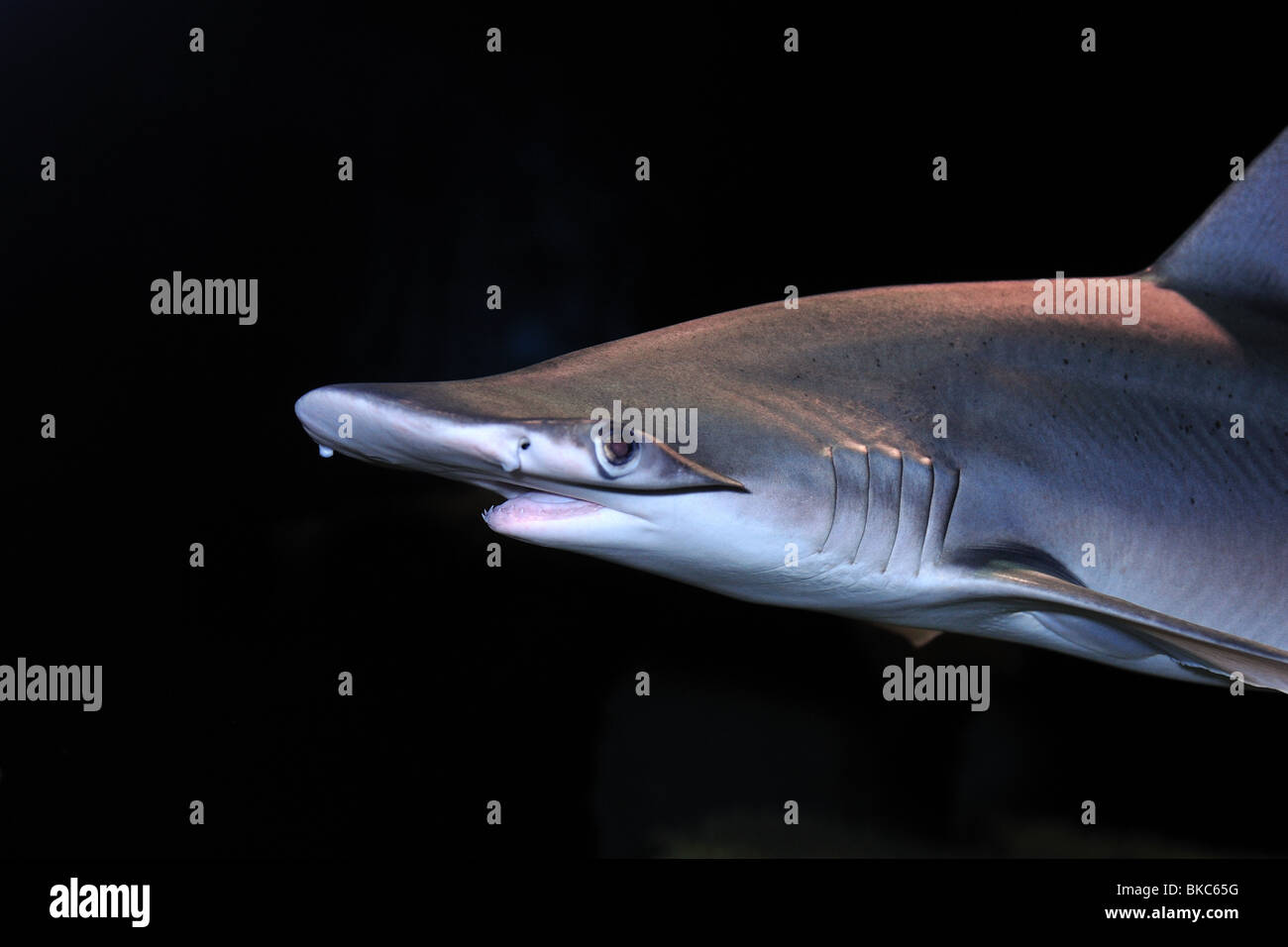 Bonnethead, Sphyrna tiburo, captive Stock Photo - Alamy