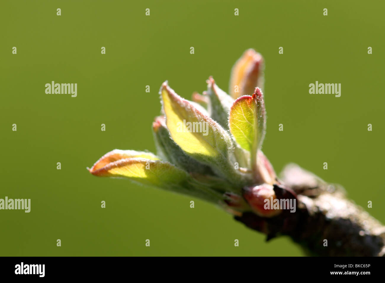 Spring springtime trees budding hi-res stock photography and images - Alamy