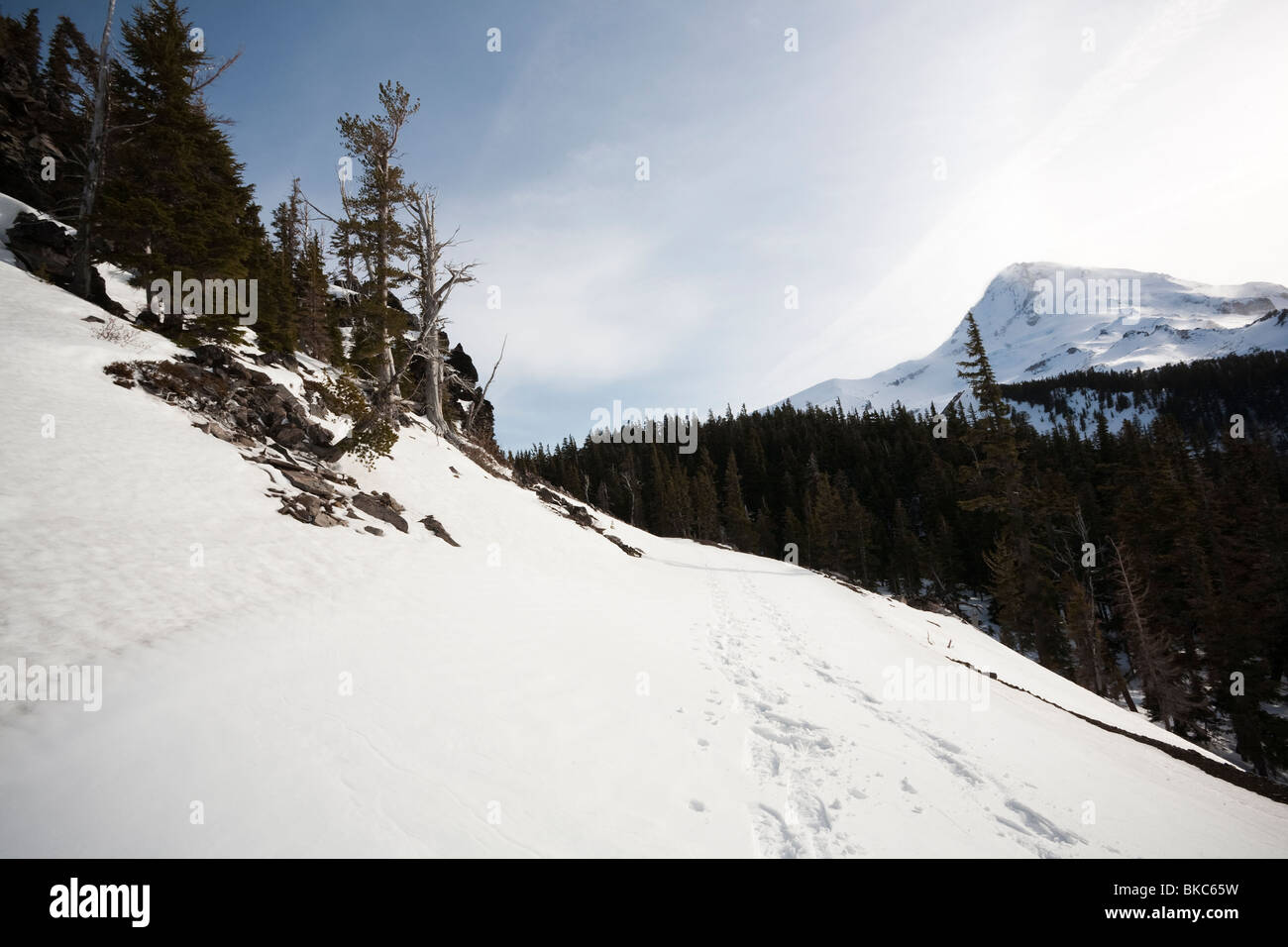 Summit of Mount Hood from Cloud Cap Area, Cooper Spur, Mount Hood ...