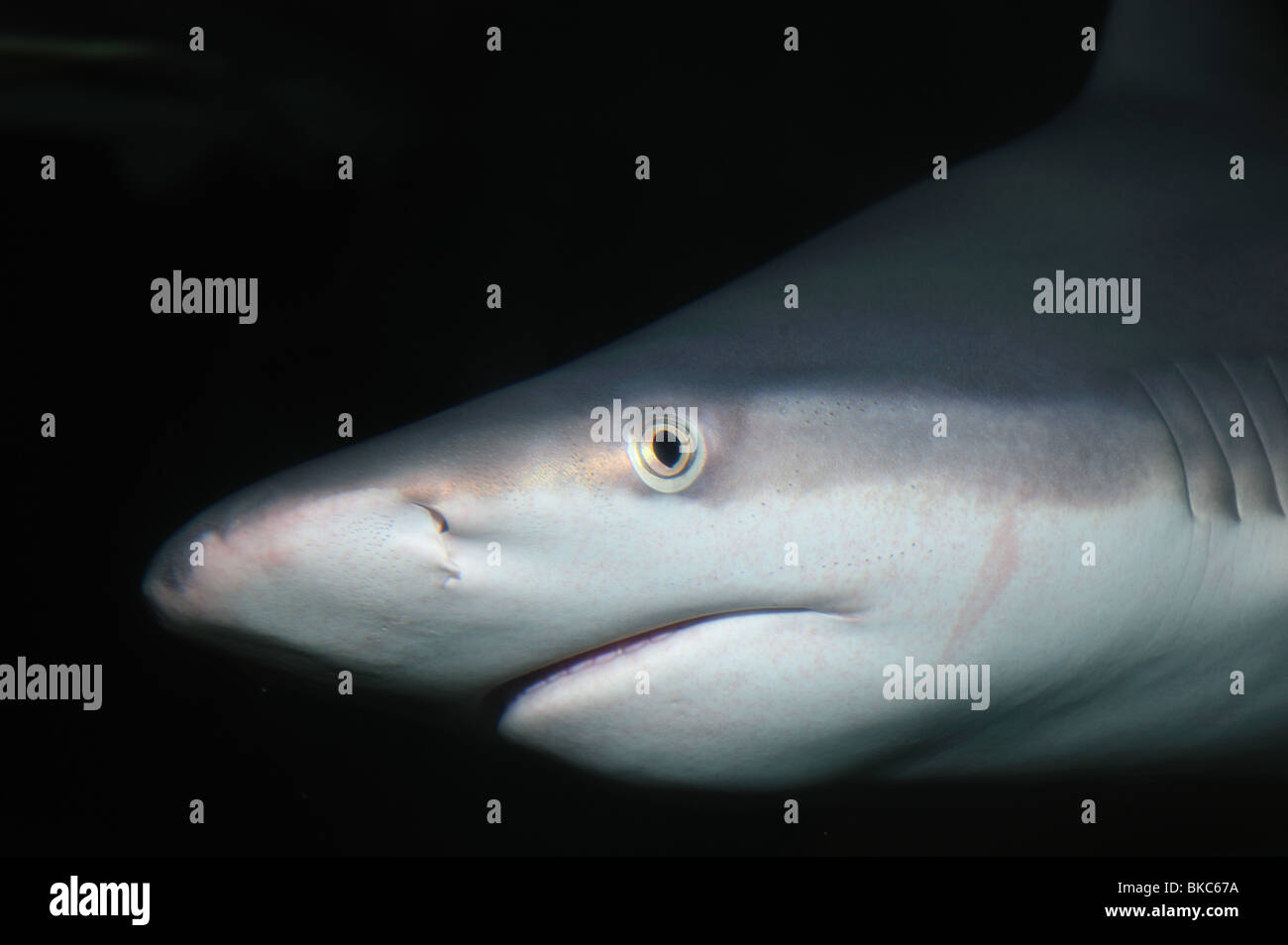 Sandbar shark, Carcharhinus plumbeus, captive Stock Photo - Alamy