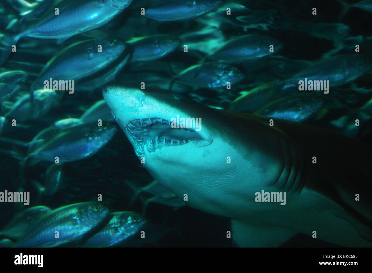 Sand tiger shark, Carcharias taurus, captive Stock Photo - Alamy