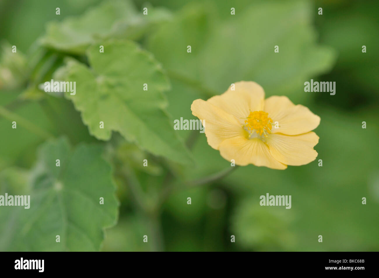 Indian mallow (Abutilon indicum Stock Photo - Alamy
