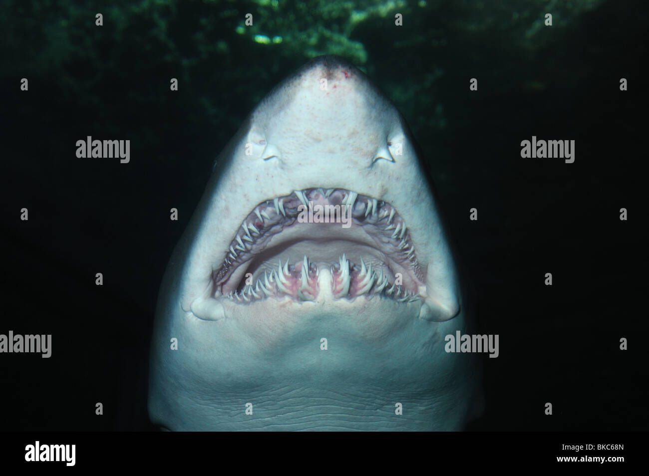 Shark mouth hi-res stock photography and images - Alamy