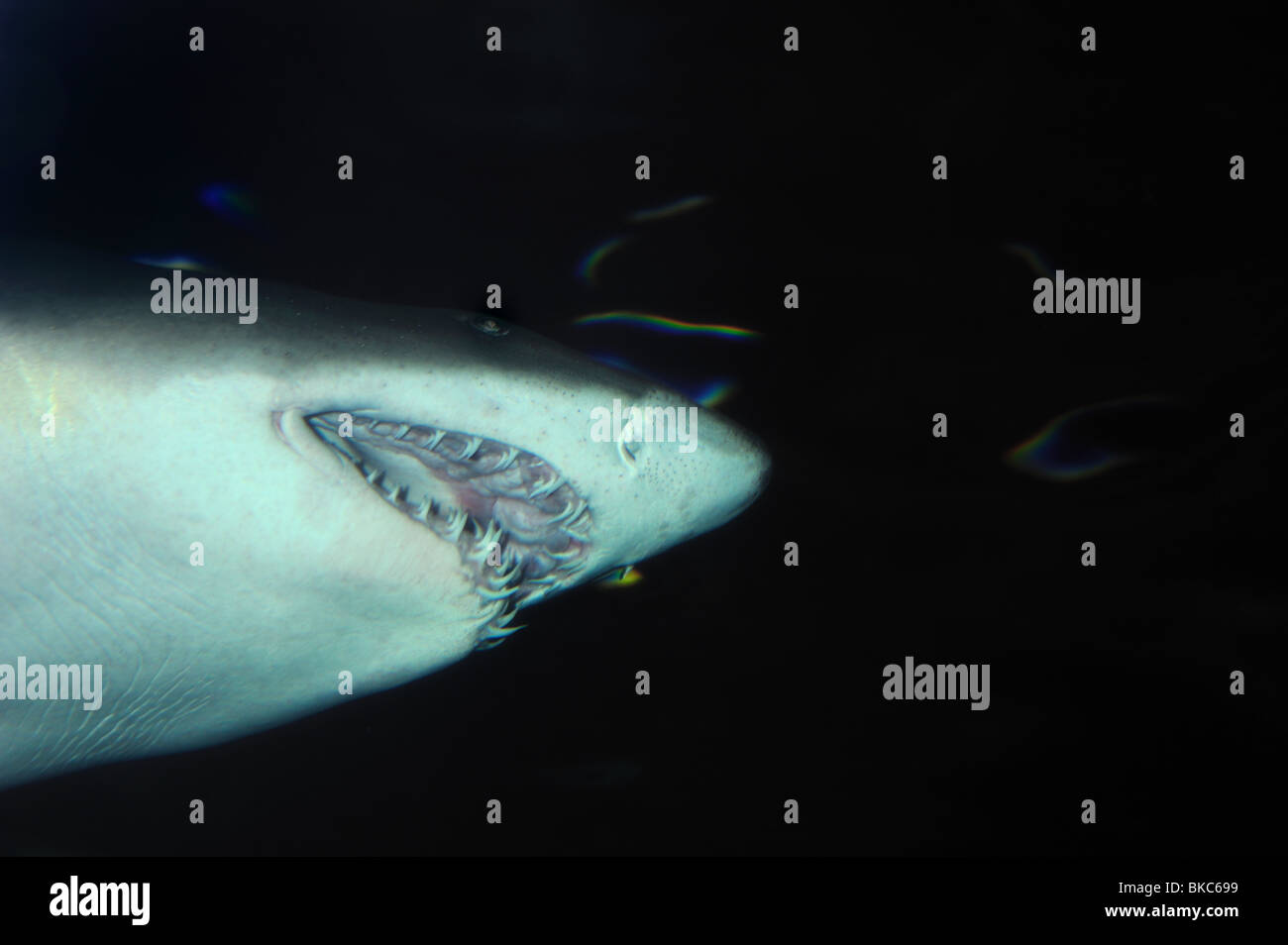 Tiger shark teeth hi-res stock photography and images - Alamy