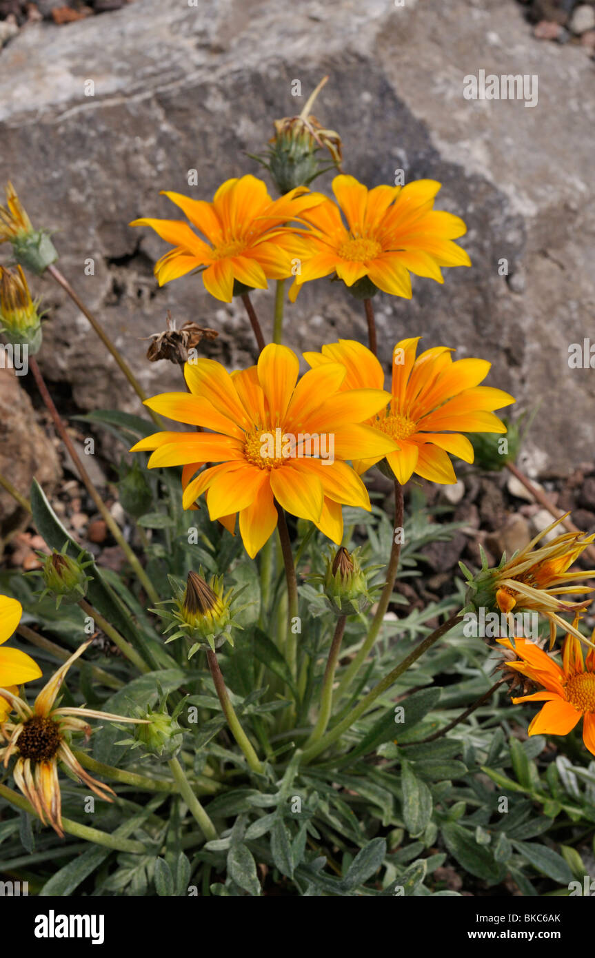Treasure flower (Gazania rigens Stock Photo - Alamy
