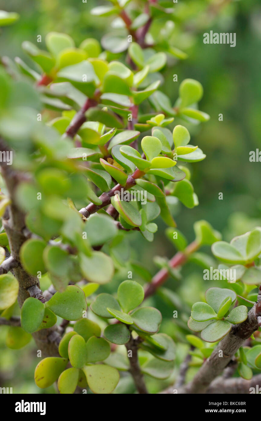 Dwarf jade plant (Portulacaria afra Stock Photo - Alamy