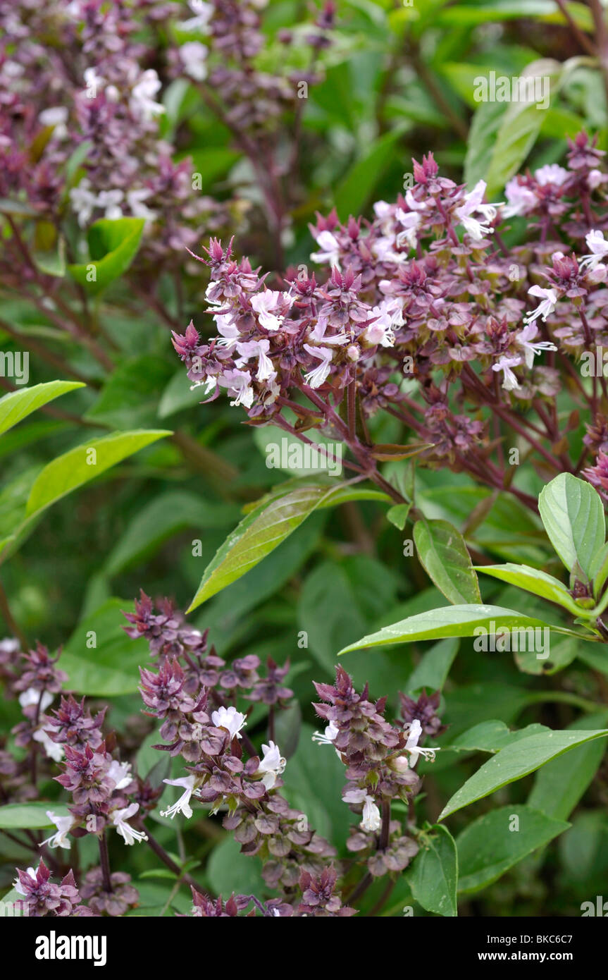 Basil (Ocimum basilicum 'Siam Queen' Stock Photo - Alamy