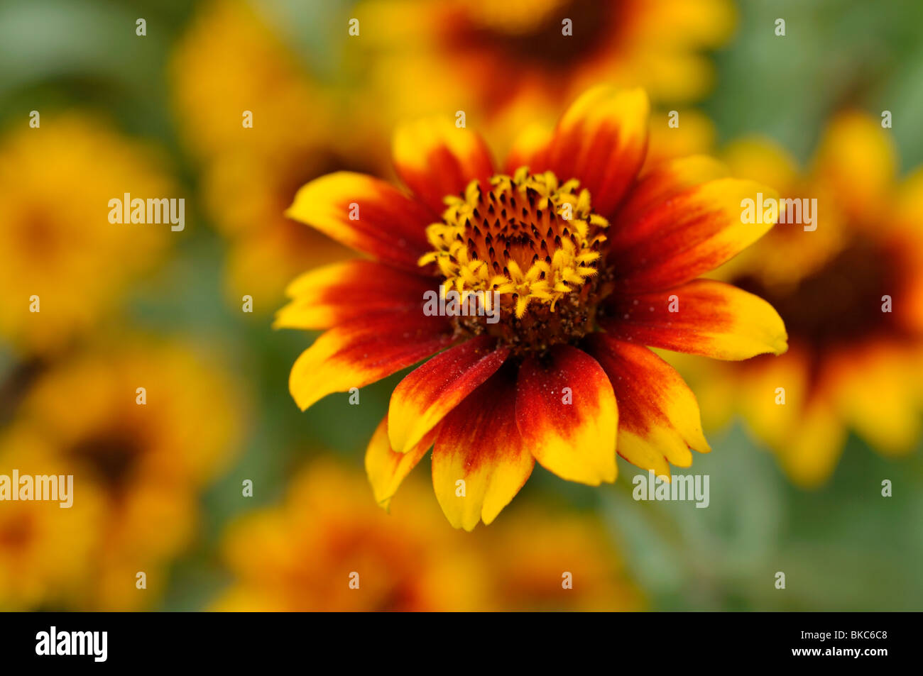 Mexico flora hi-res stock photography and images - Alamy