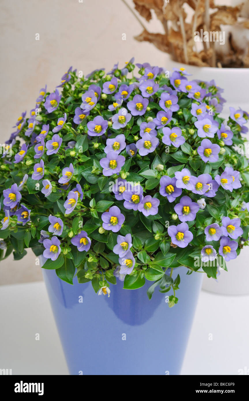 German species hi-res stock photography and images - Alamy