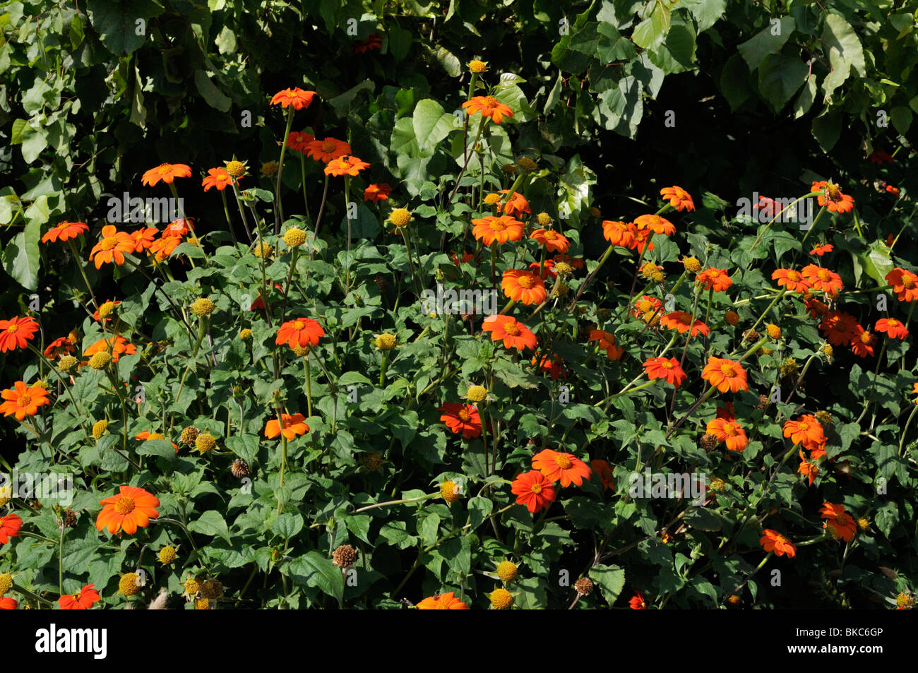 Mexican sunflower (Tithonia rotundifolia Stock Photo - Alamy