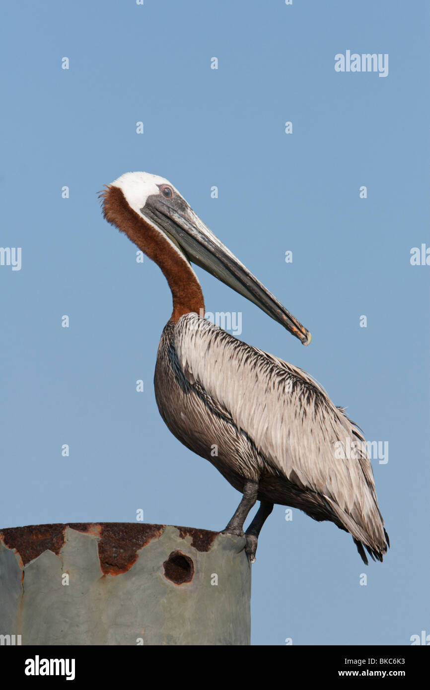 Pelican on piling hi-res stock photography and images - Alamy
