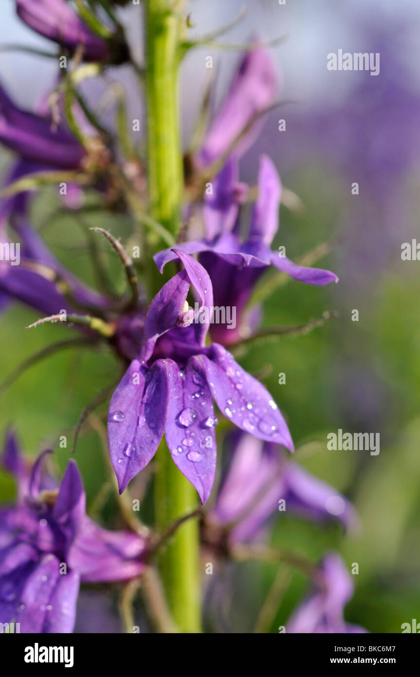 Lobelia (Lobelia x speciosa 'Fan Blue' Stock Photo - Alamy