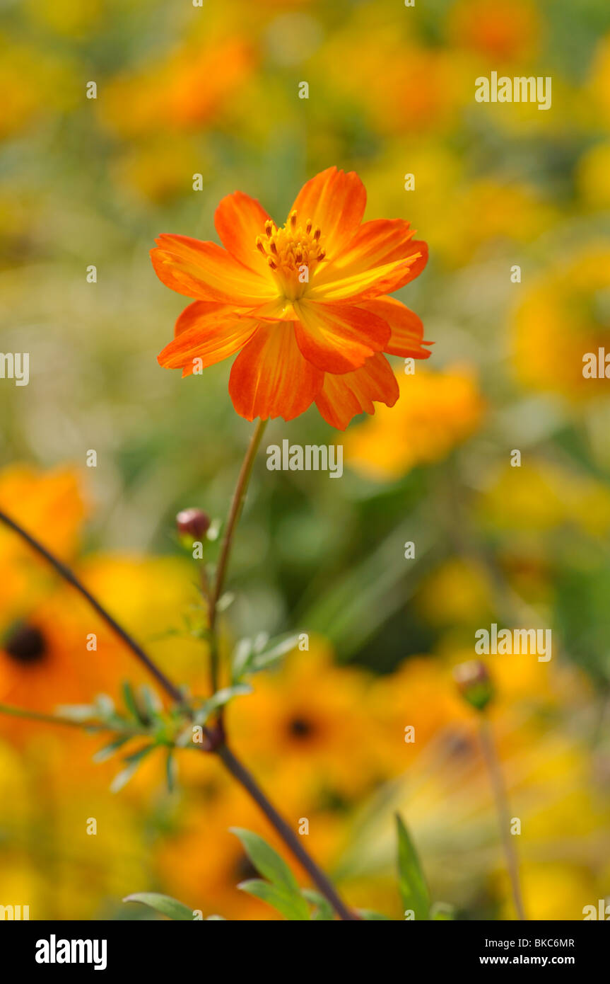 Yellow cosmos (Cosmos sulphureus Stock Photo - Alamy